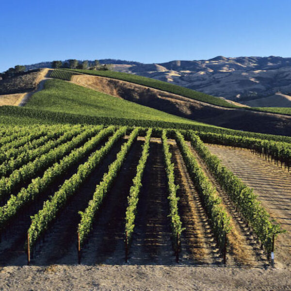 Sta. Rita Hills Wine Trail - Santa Barbara County Vintners