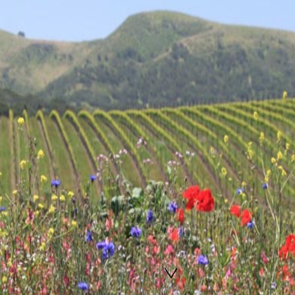 Lompoc Wine Trail - Santa Barbara County Vintners